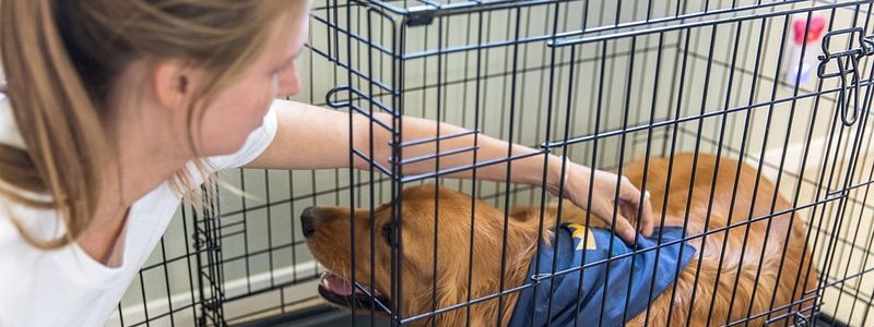 Choose The Right Pet Crate For A Move | Better Removalists Brisbane